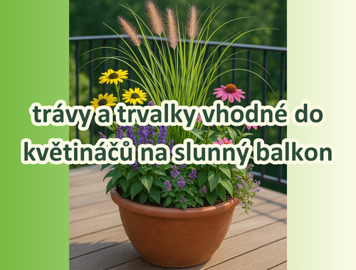 trávy a trvalky vhodné do květináčů na slunný balkon